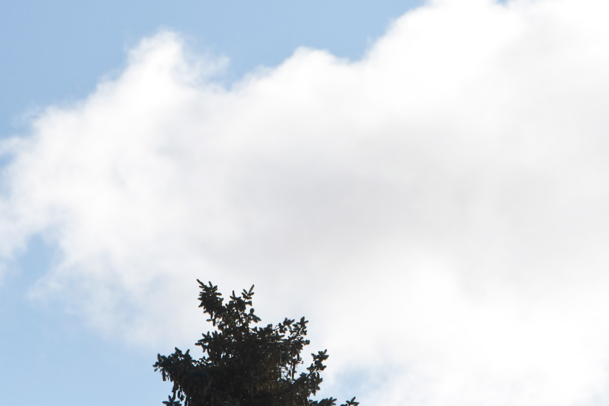 Månedens billeder Januar "Hvid"