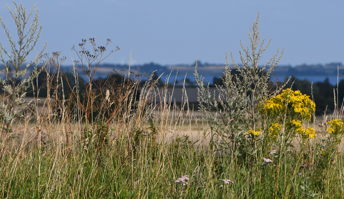 Månedens billeder juli: Frit emne