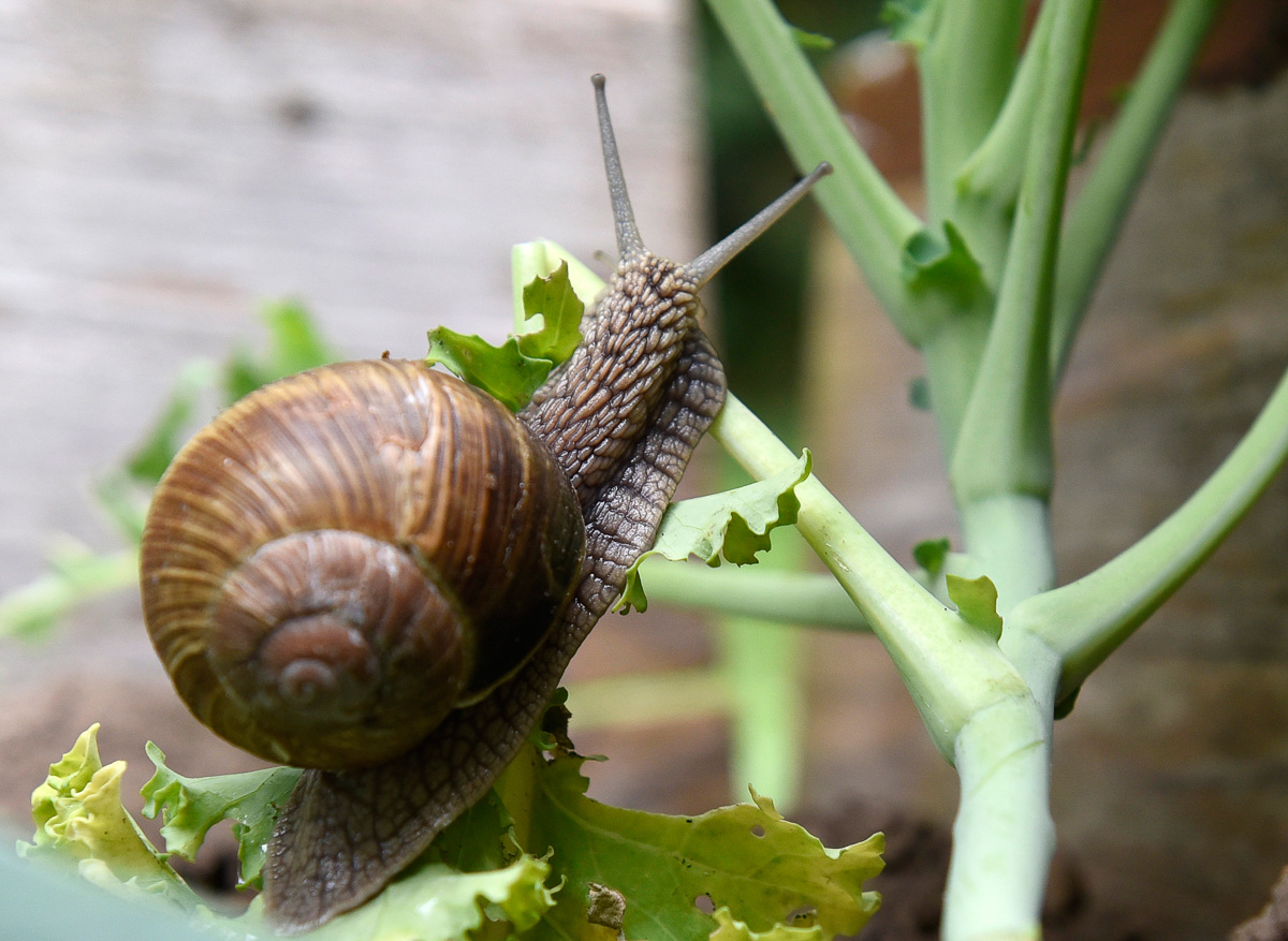 Månedens billeder august -Frit emne