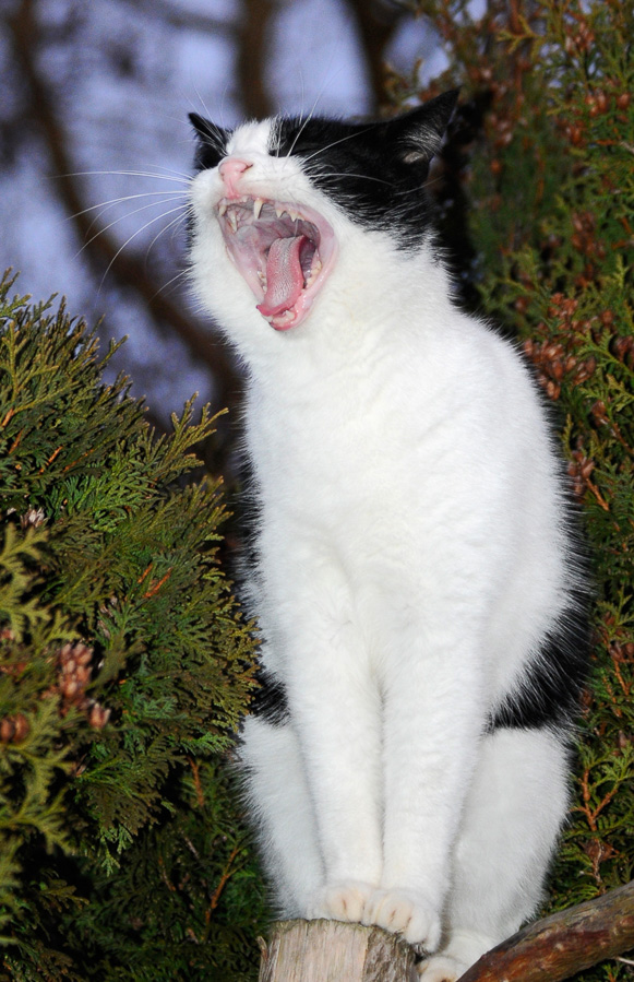 Månedens billeder marts - Frit emne