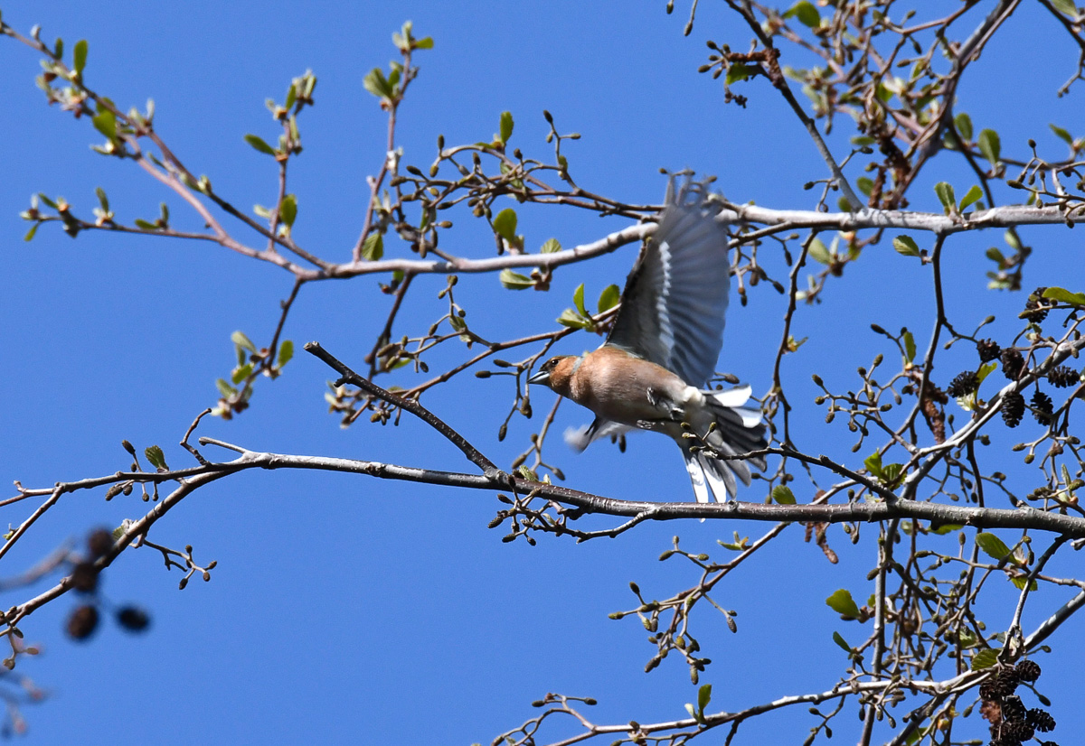 Månedens billeder april - Frit emne