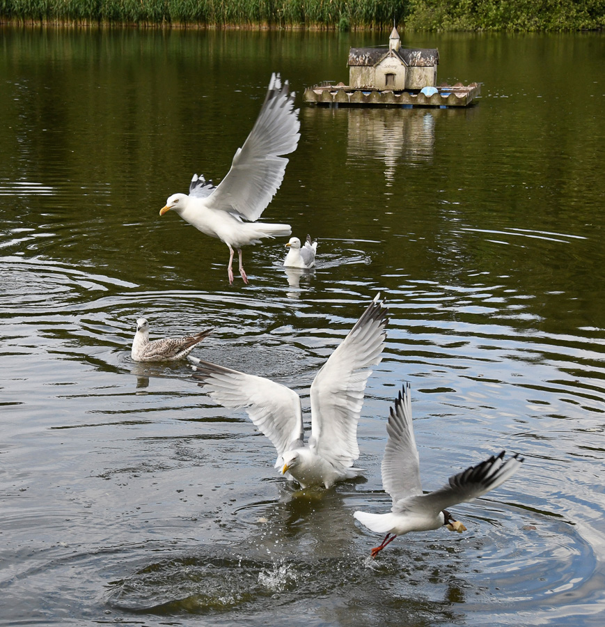 Månedens billeder juli "Frit emne"