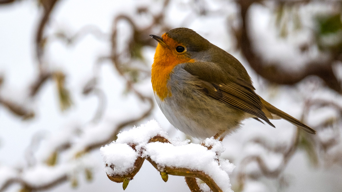 Månedens billeder januar- Vinterfugle