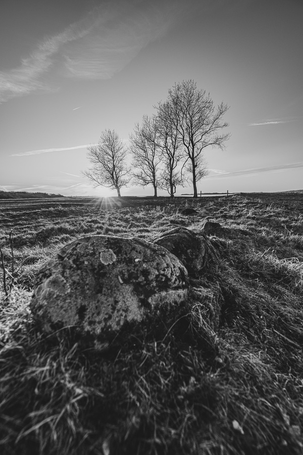 Månedens billeder februar- Naturen i Sort/Hvid