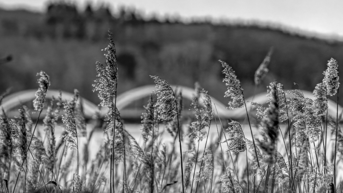 Månedens billeder februar- Naturen i Sort/Hvid